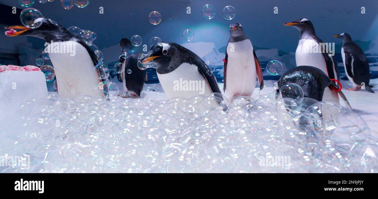Gentoo penguins mark the first anniversary of the opening of their ...