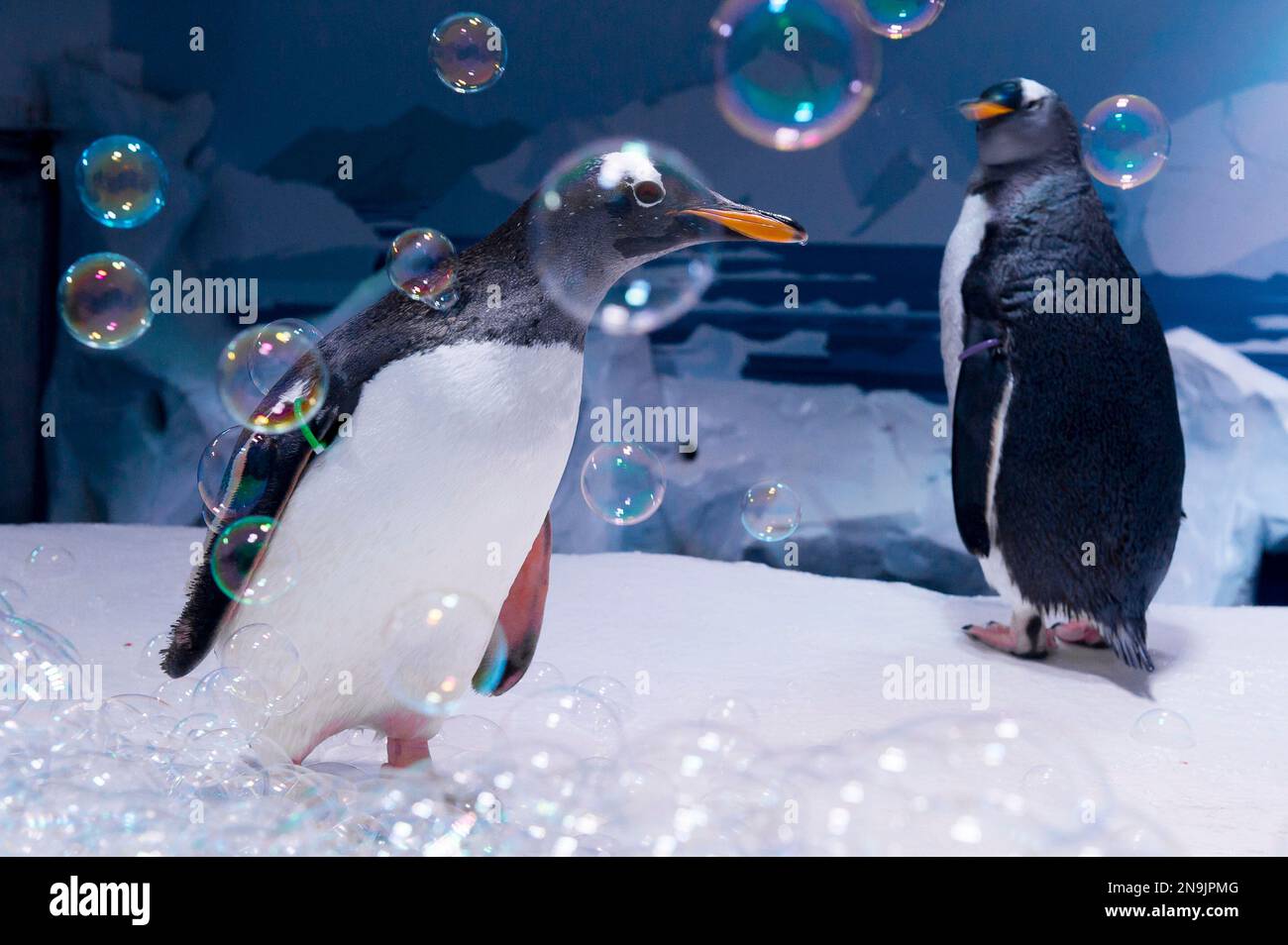 Gentoo penguins mark the first anniversary of the opening of their ...