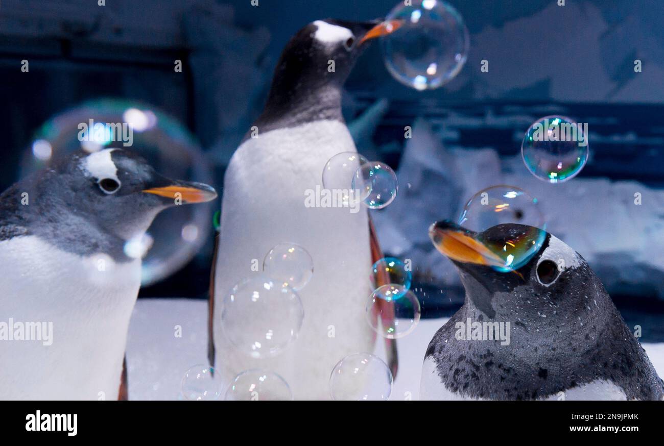 Gentoo penguins mark the first anniversary of the opening of their ...