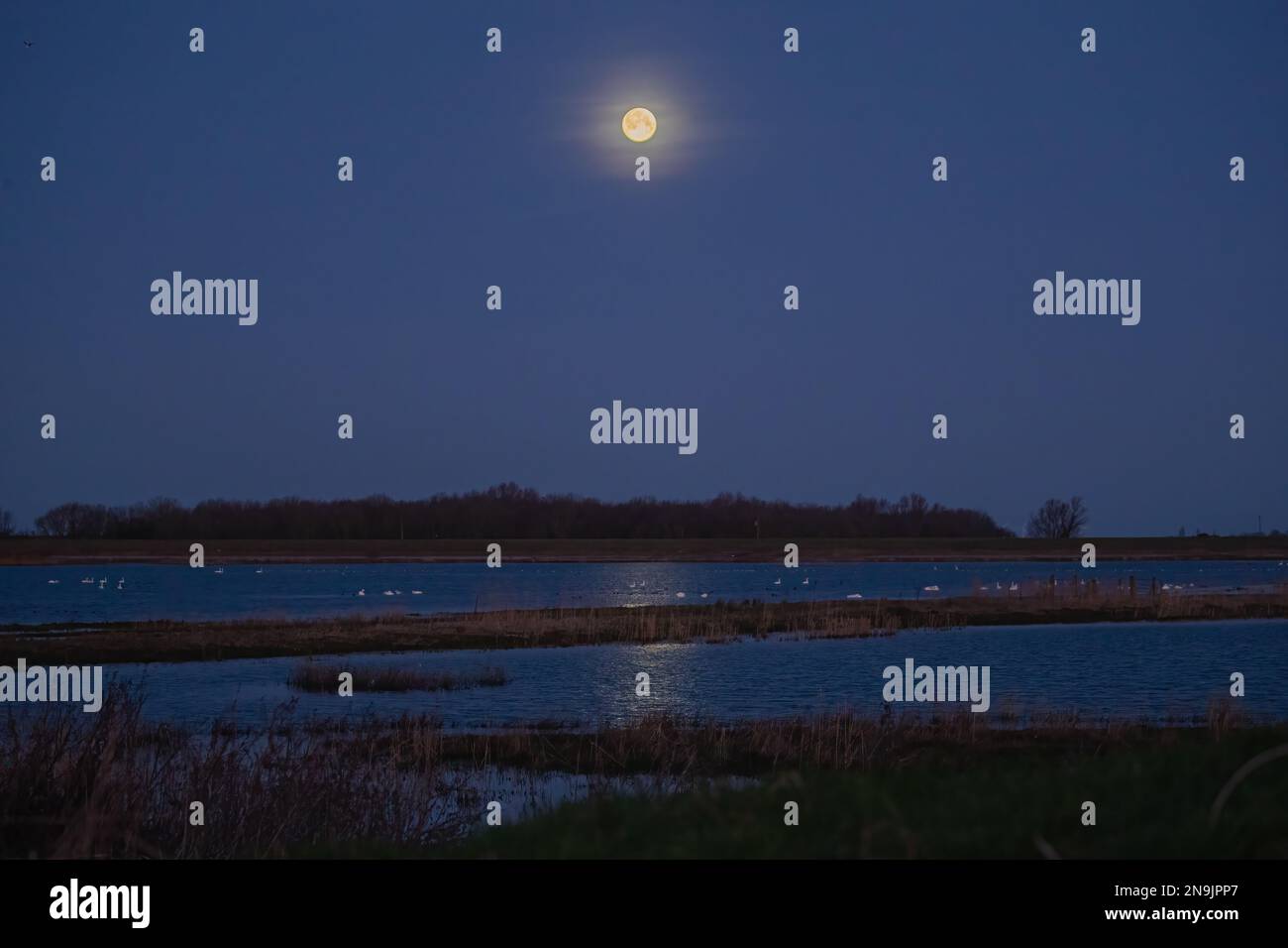 The full moon reflecting in the wetlands around Welney, Norfolk . Swans ...