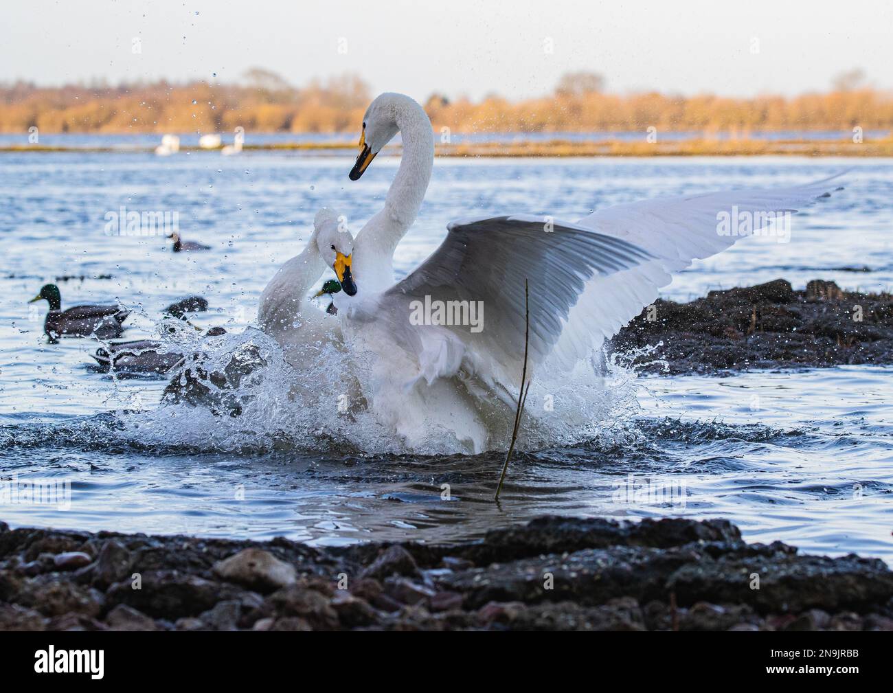 Fighting biting hi-res stock photography and images - Alamy