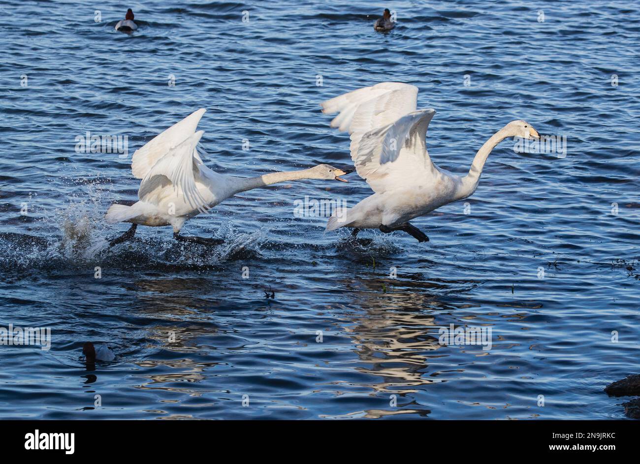A pair of Whooper Swans (Cygnus cygnus) chasing each other and showing ...
