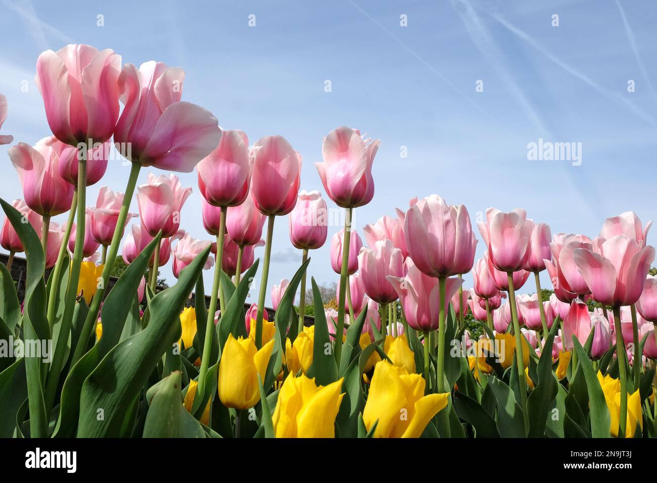 Triumph Tulip ÔApricot PrideÕ in flower Stock Photo - Alamy