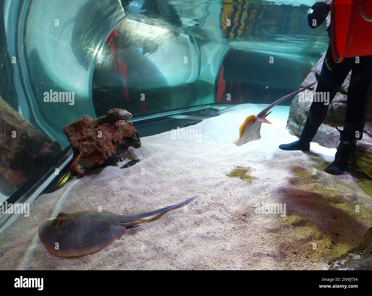 Senior aquarist Libby Eyre releases a blue-spotted fantail ray into a ...