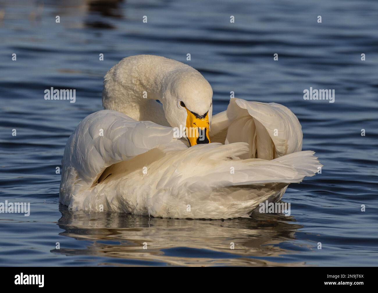 A Whooper Swan(Cygnus cygnus) showing the characteristic beak ...