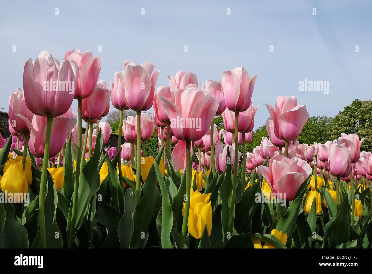 Triumph Tulip ÔApricot PrideÕ in flower Stock Photo - Alamy