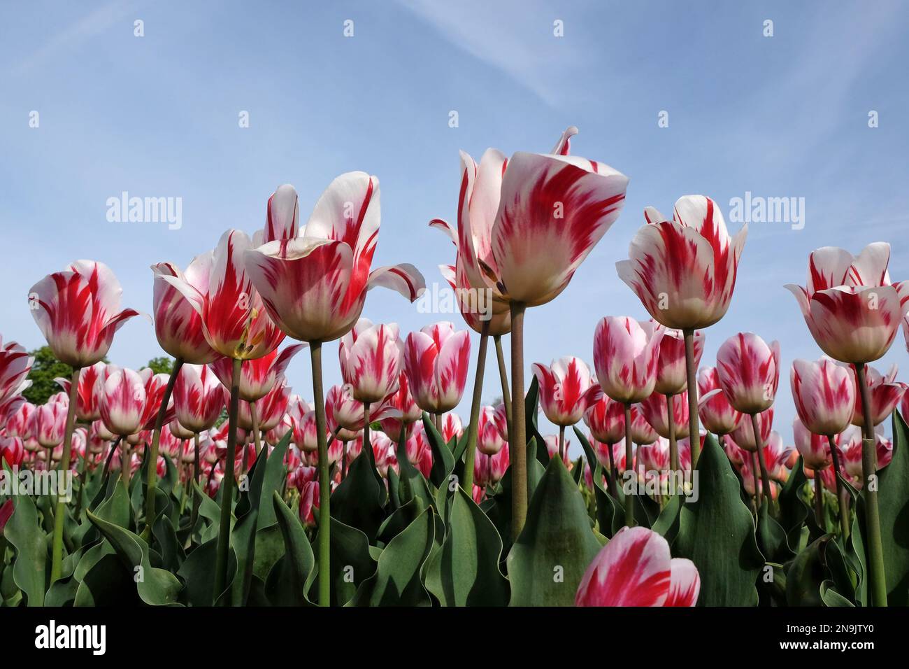 Tulip ÔRaspberry RippleÕ in flower Stock Photo - Alamy