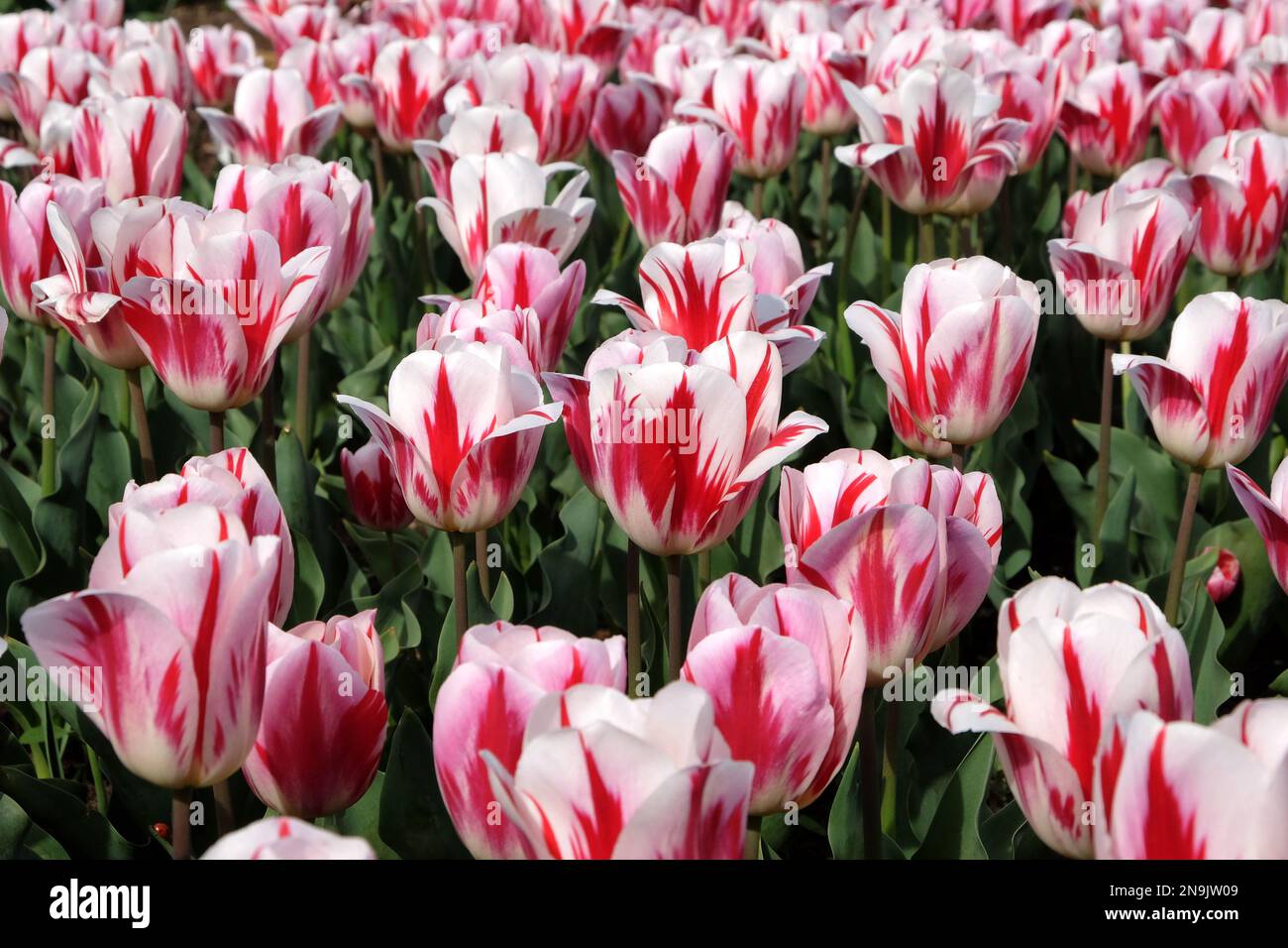 Tulip ÔRaspberry RippleÕ in flower Stock Photo - Alamy