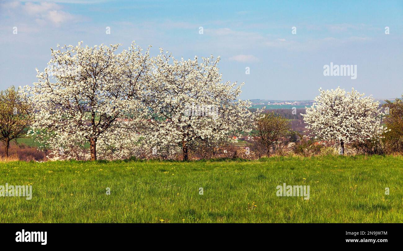 flowering cherry trees in latin Prunus cerasus with beautiful sky ...