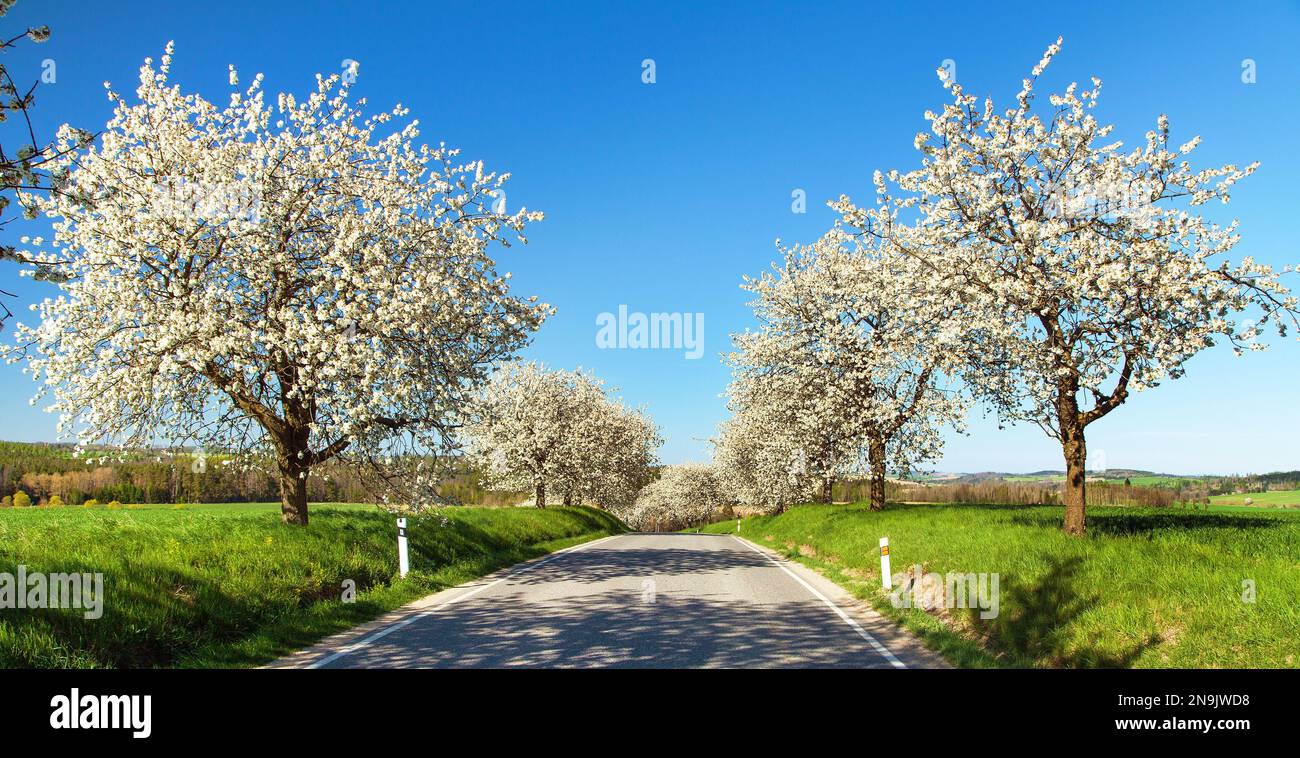 road and alley of flowering cherry trees in latin Prunus cerasus with ...