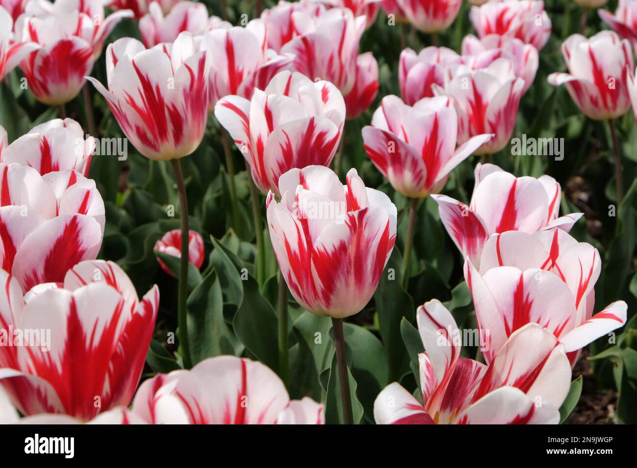 Tulip ÔRaspberry RippleÕ in flower Stock Photo - Alamy