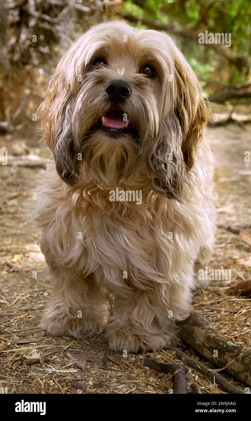 FILE - This July 24, 2003 file photo shows Benji the dog on the set of ...