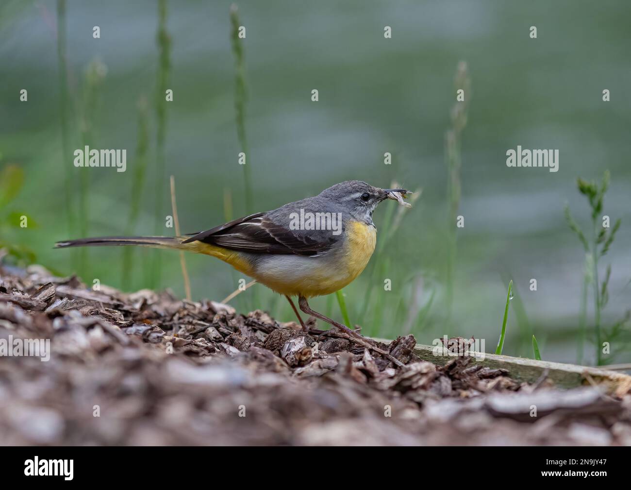 Grey and yellow wagtail hi-res stock photography and images - Alamy