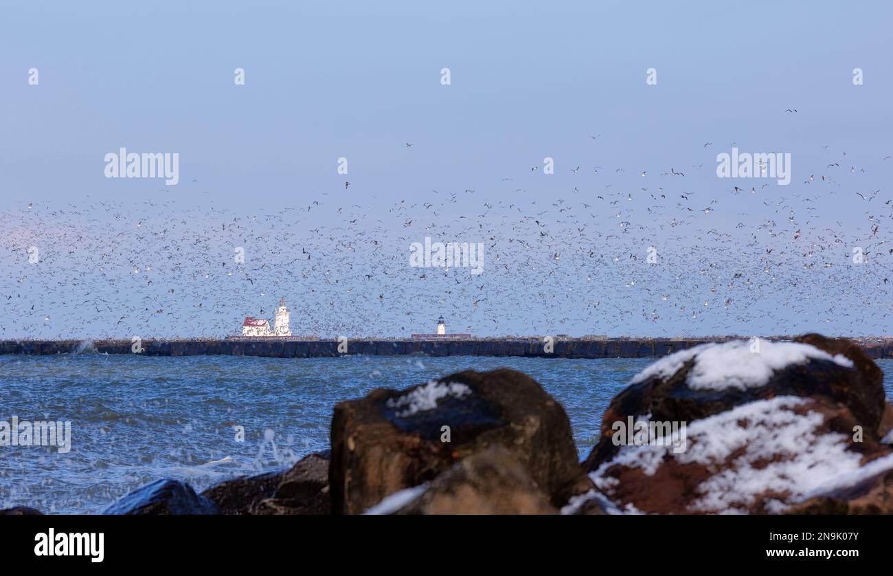 Seagulls fill the skies over the water with two lighthouses in the ...