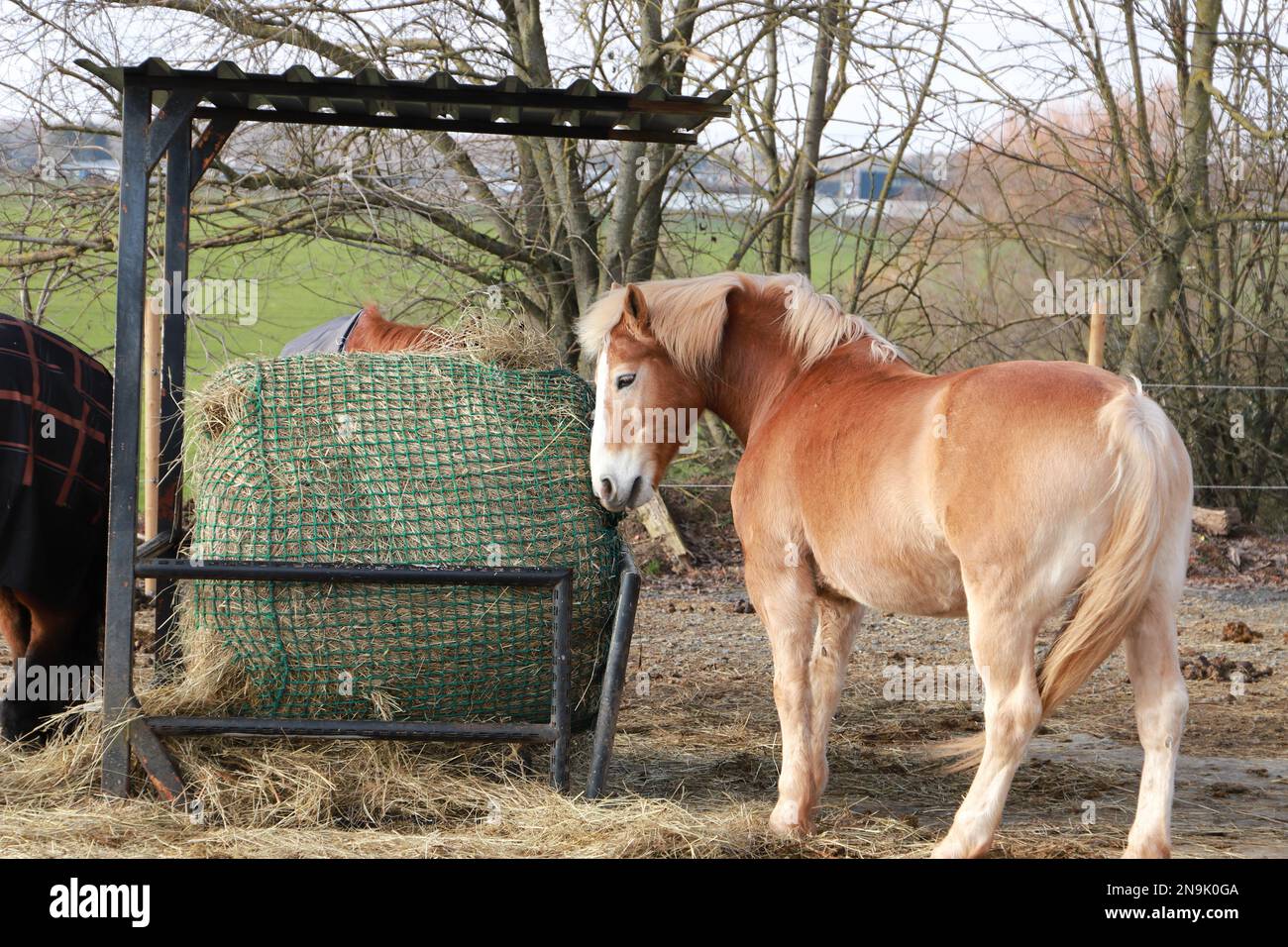 several horses are standing at a feed rack with hay Stock Photo - Alamy