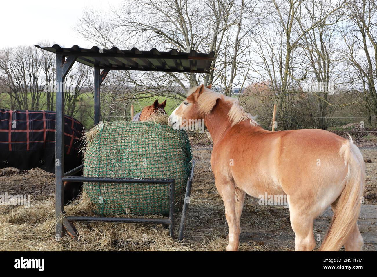 several horses are standing at a feed rack with hay Stock Photo - Alamy