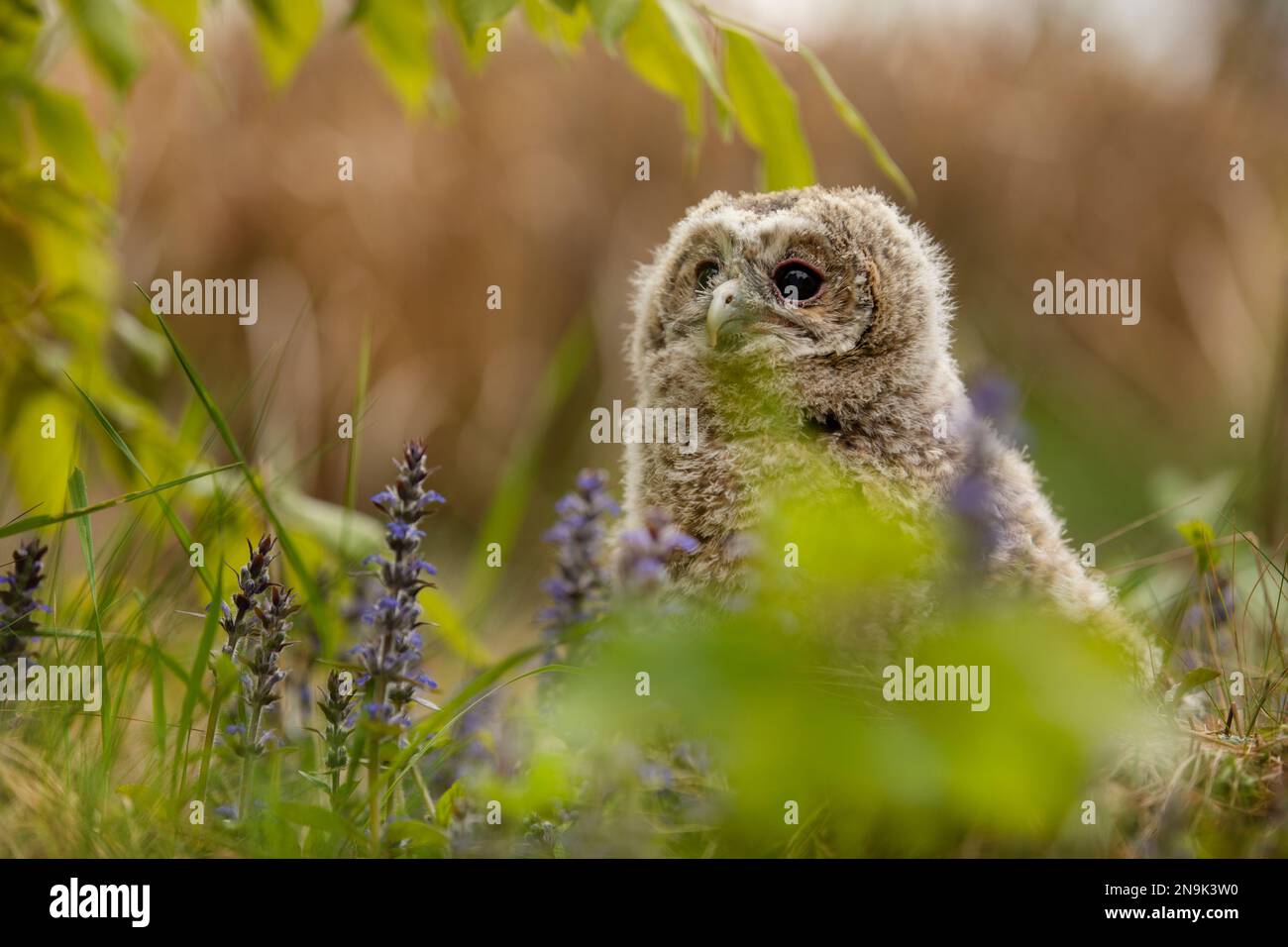 Funwise hi-res stock photography and images - Alamy