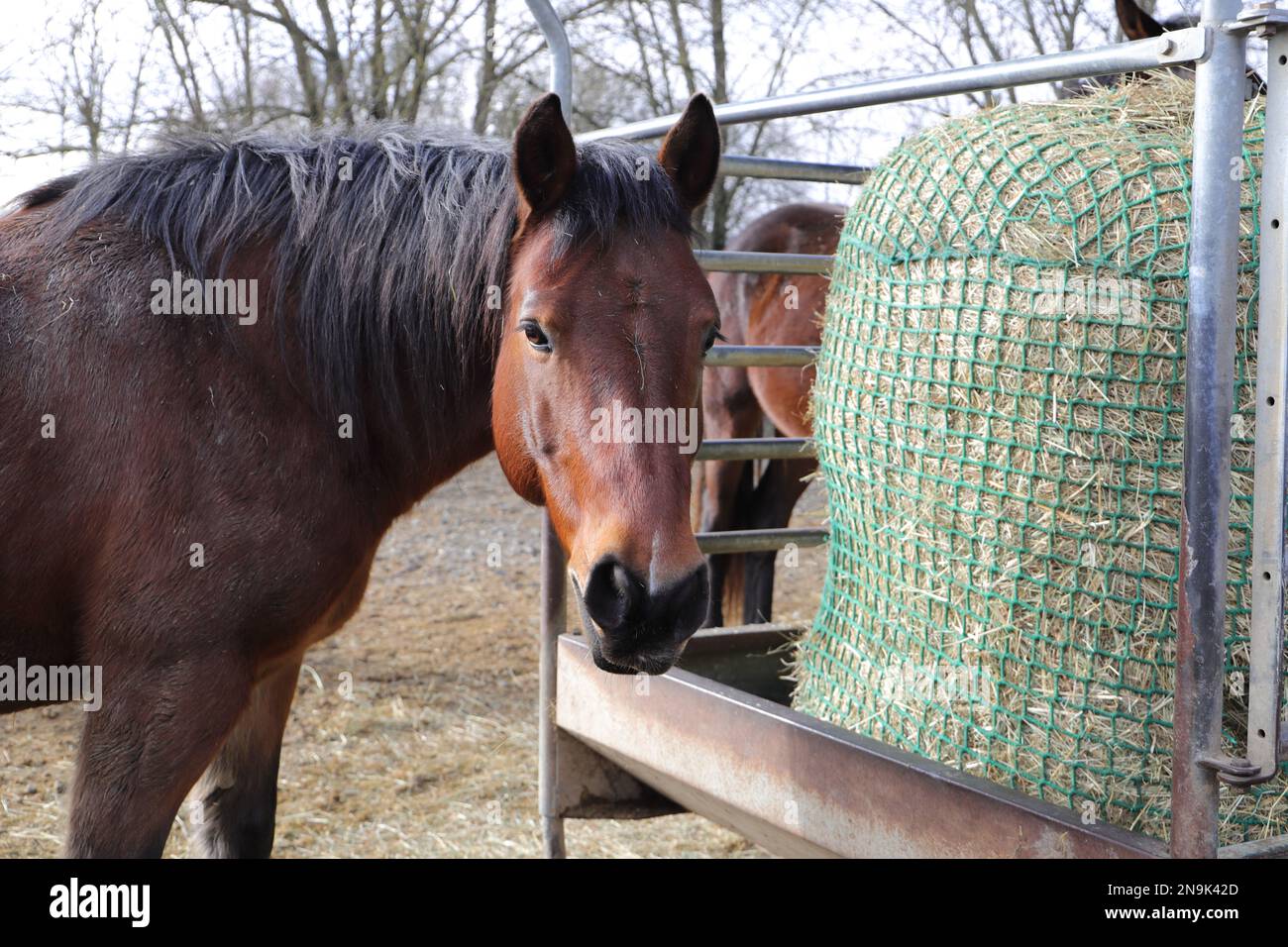 several horses are standing at a feed rack with hay Stock Photo - Alamy