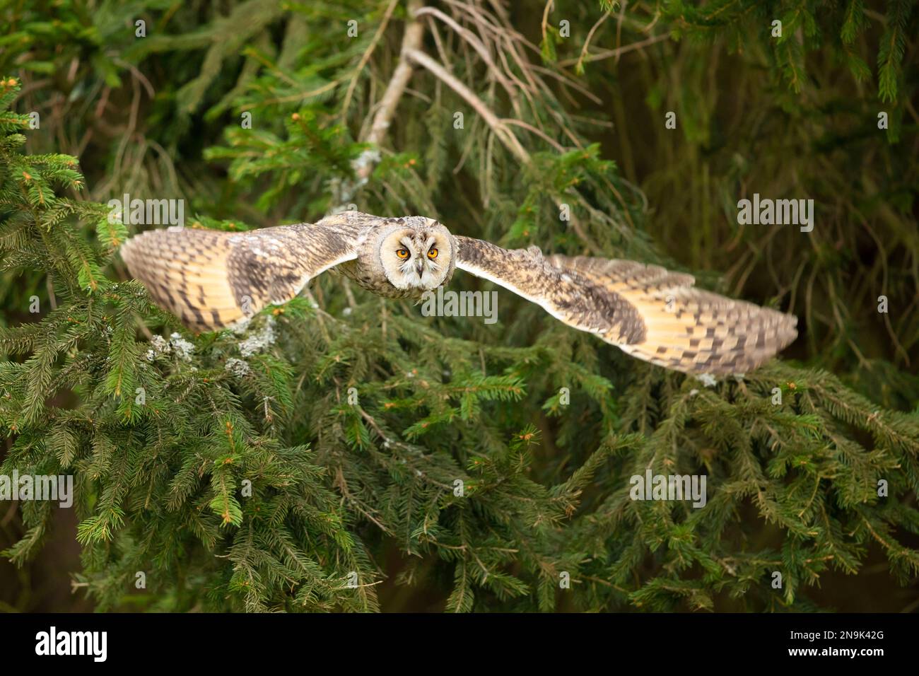 Long-eared owl fly with background light in a feather. Asio otus. Short ...