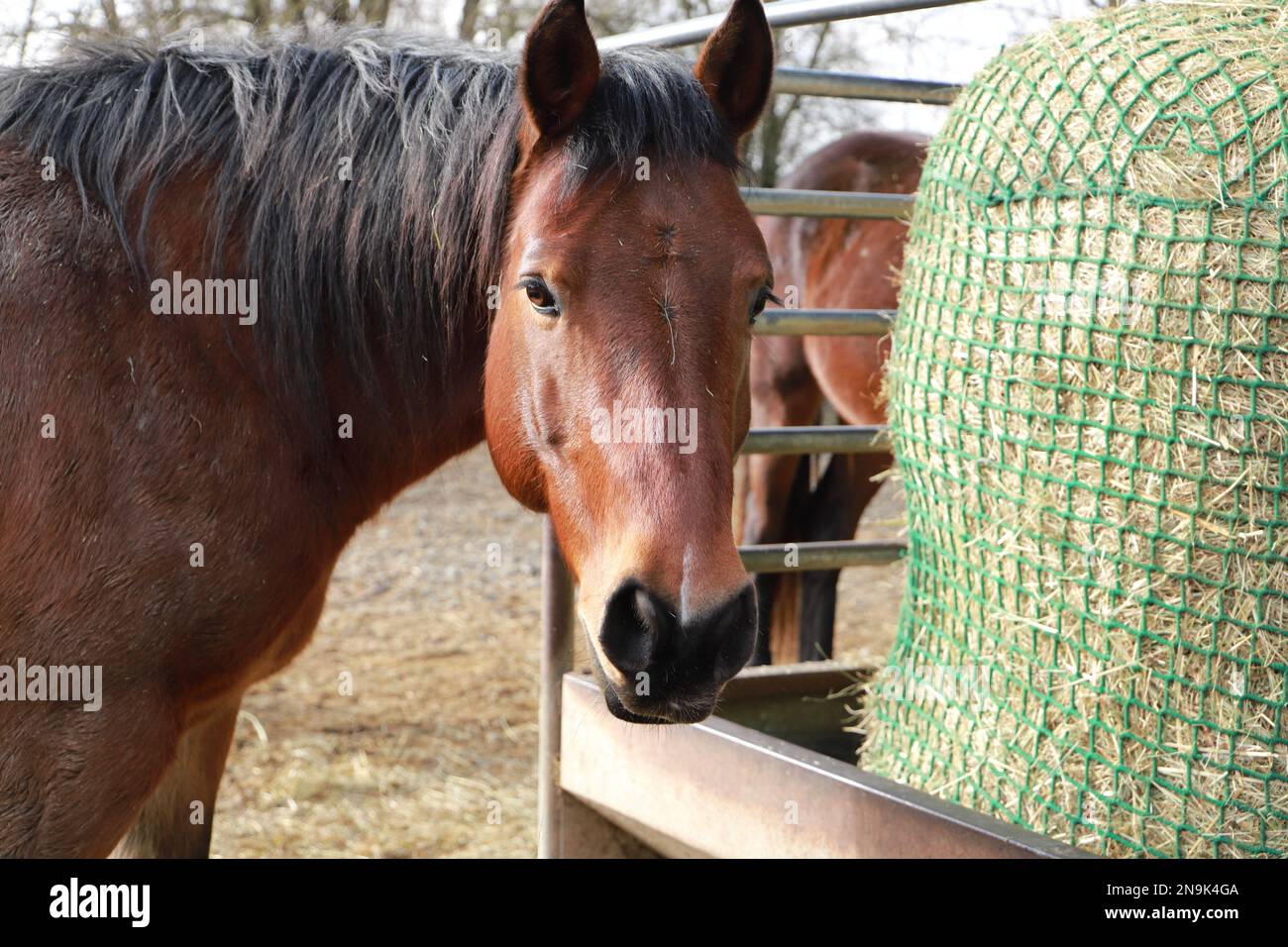 several horses are standing at a feed rack with hay Stock Photo - Alamy