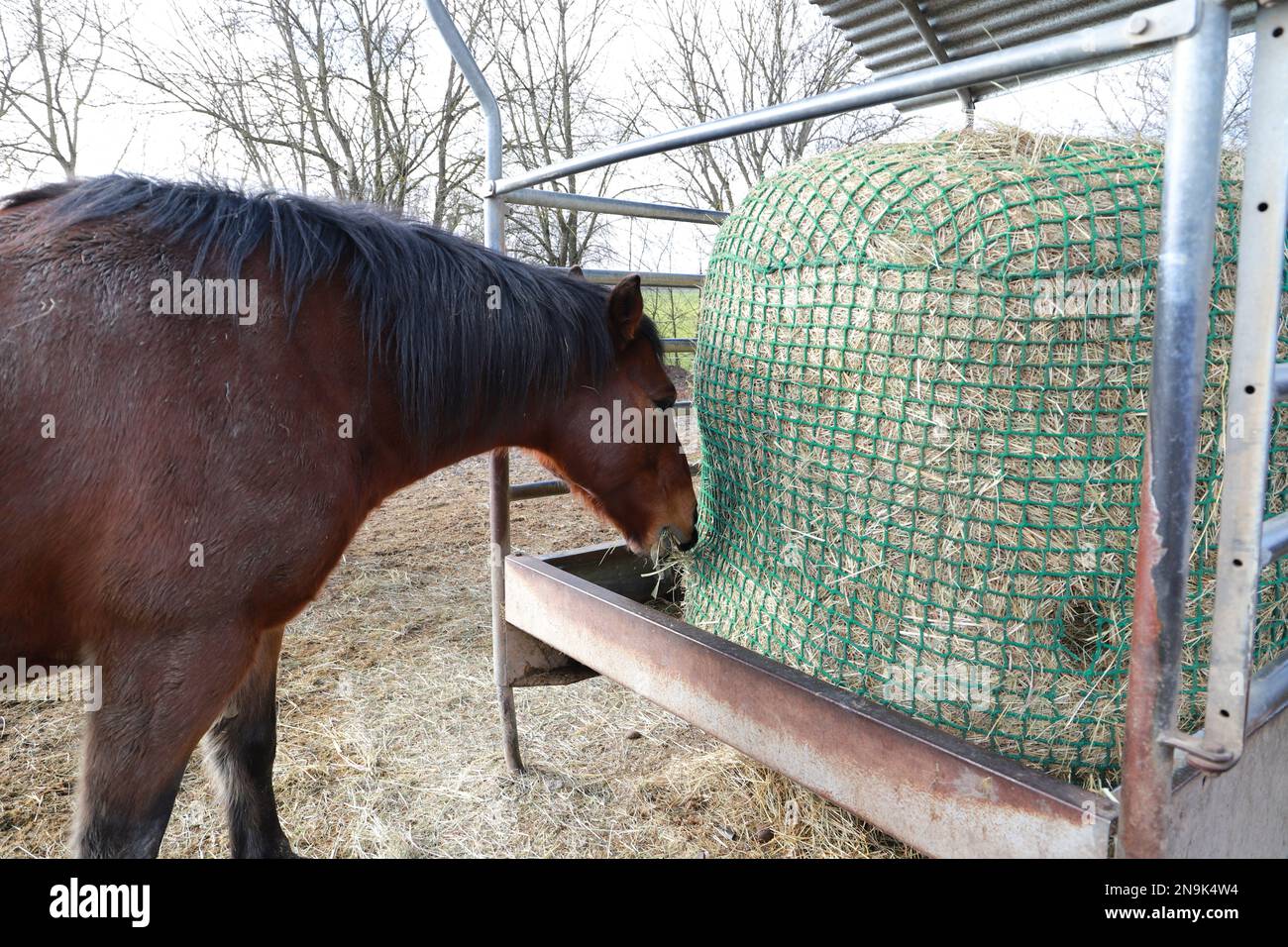 several horses are standing at a feed rack with hay Stock Photo - Alamy