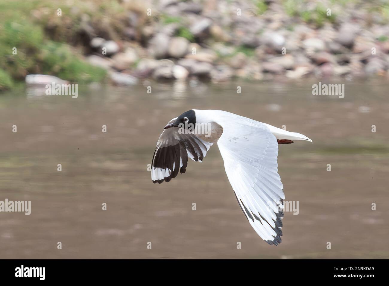 Andean gull, Chroicocephalus serranus, single adult in breeding plumage ...