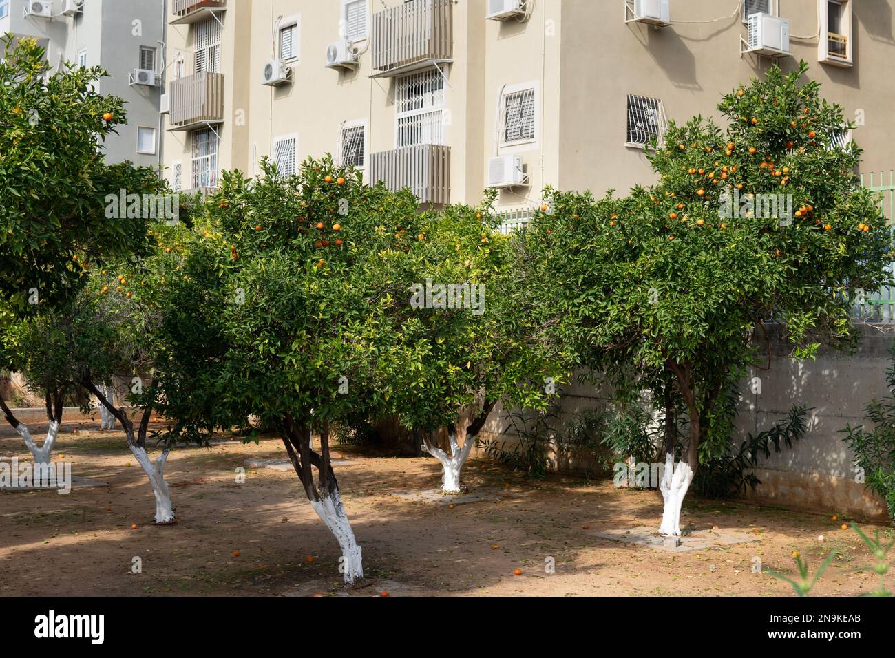 Citrus trees israel hi-res stock photography and images - Alamy