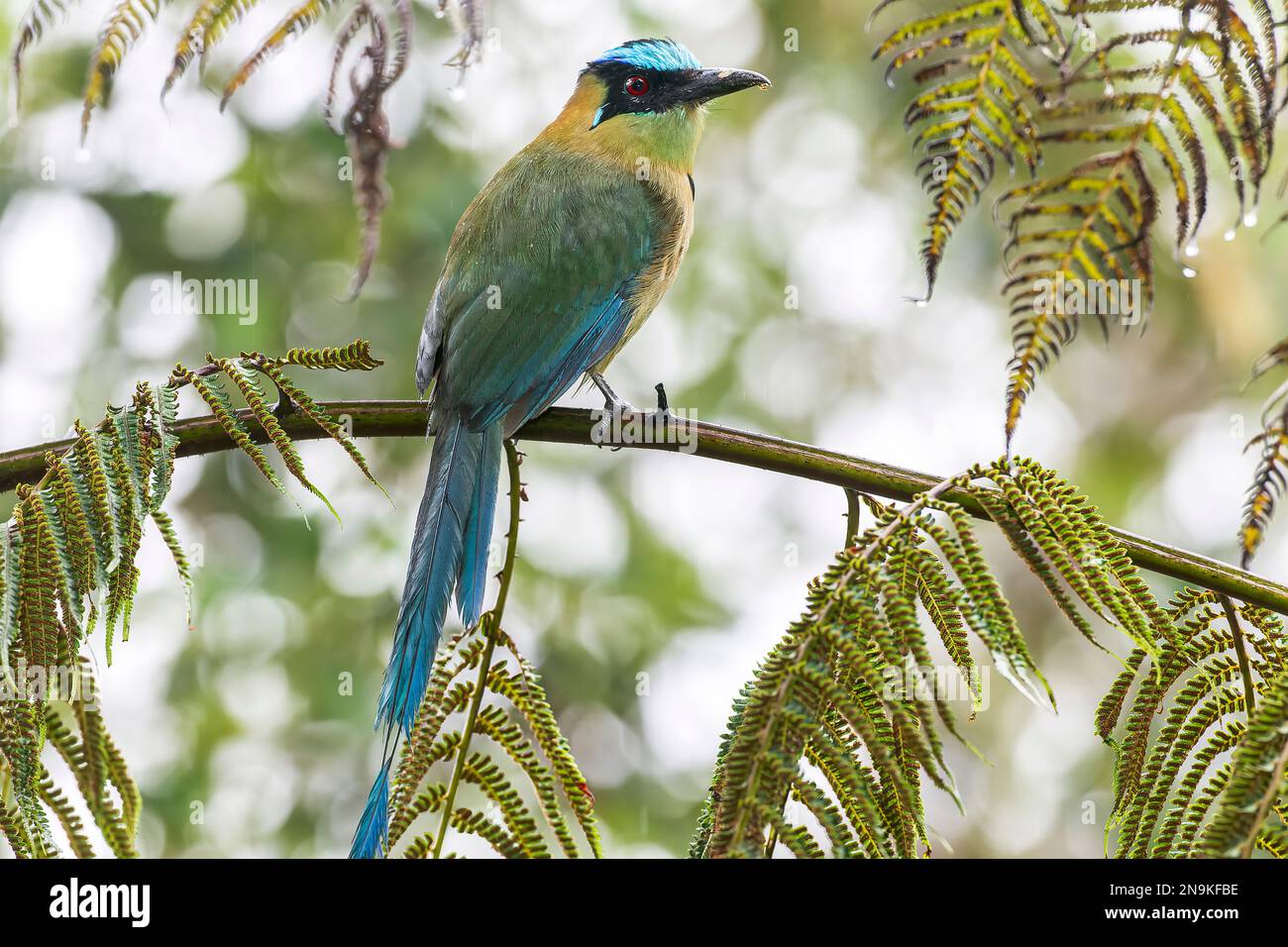 Andean motmot, Momotus aequatorialis, single adult perched in tree, San ...
