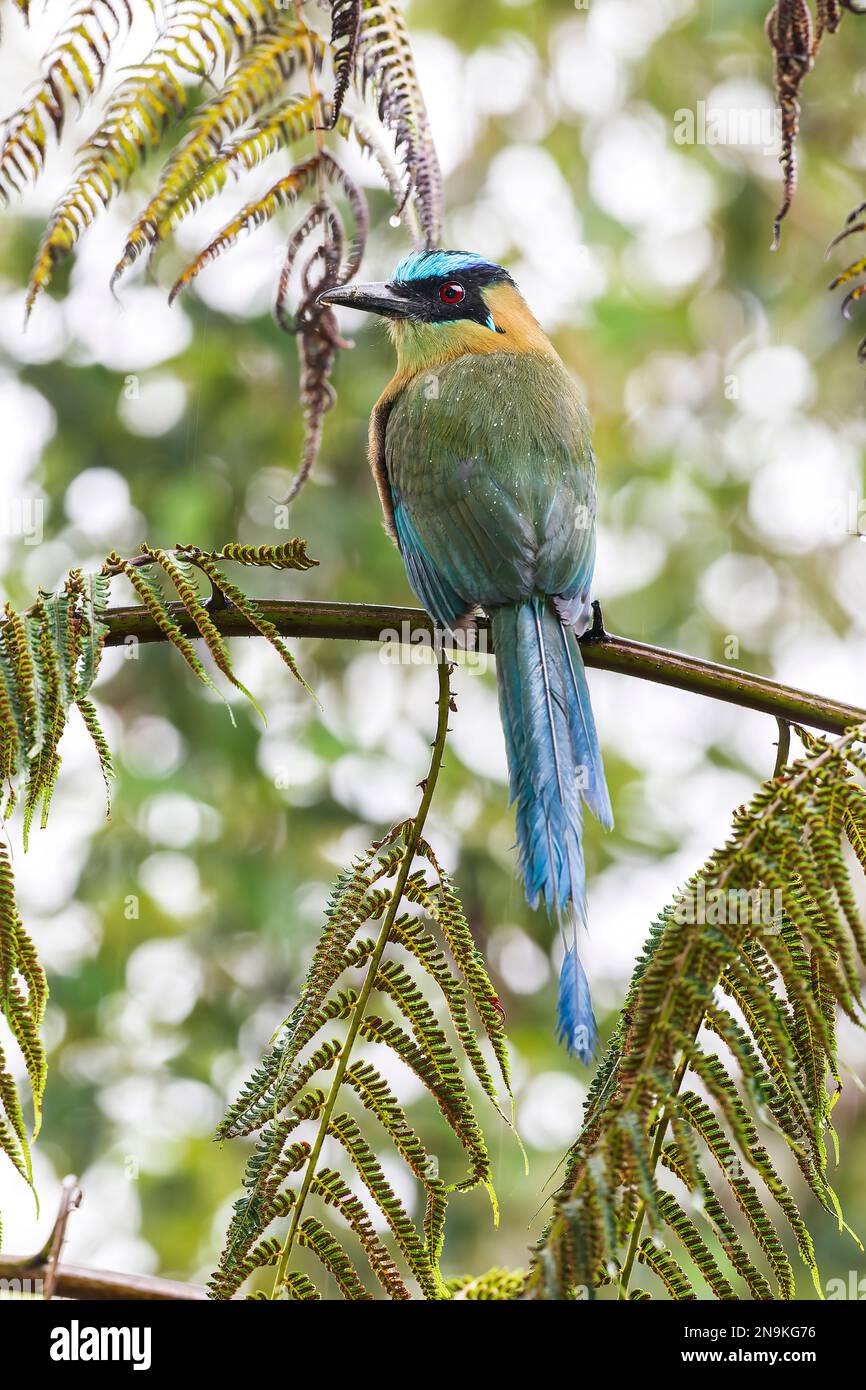 Andean motmot, Momotus aequatorialis, single adult perched in tree, San ...