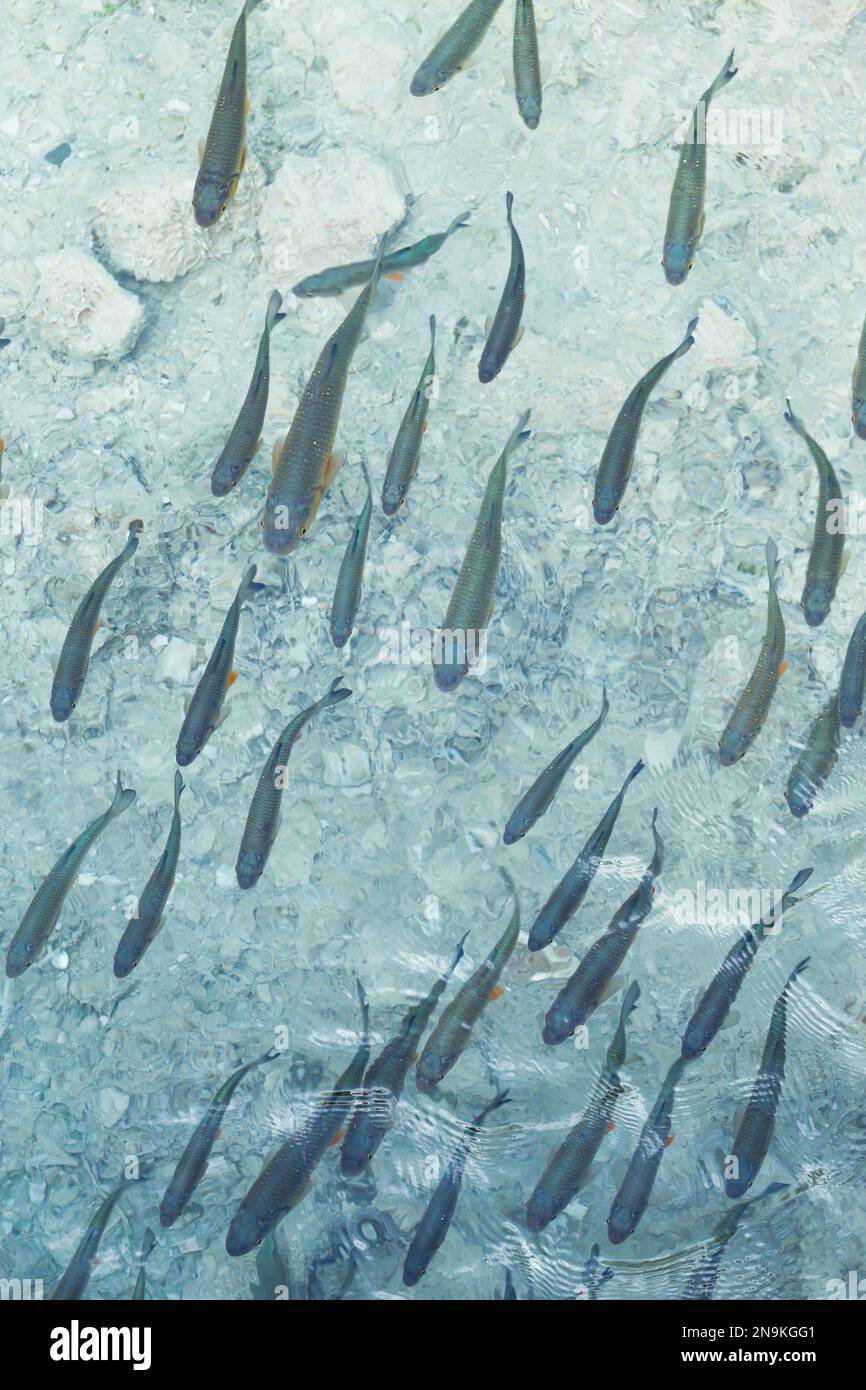 A bunch of fish in clear water in Plitvice Lakes National Park, Croatia ...