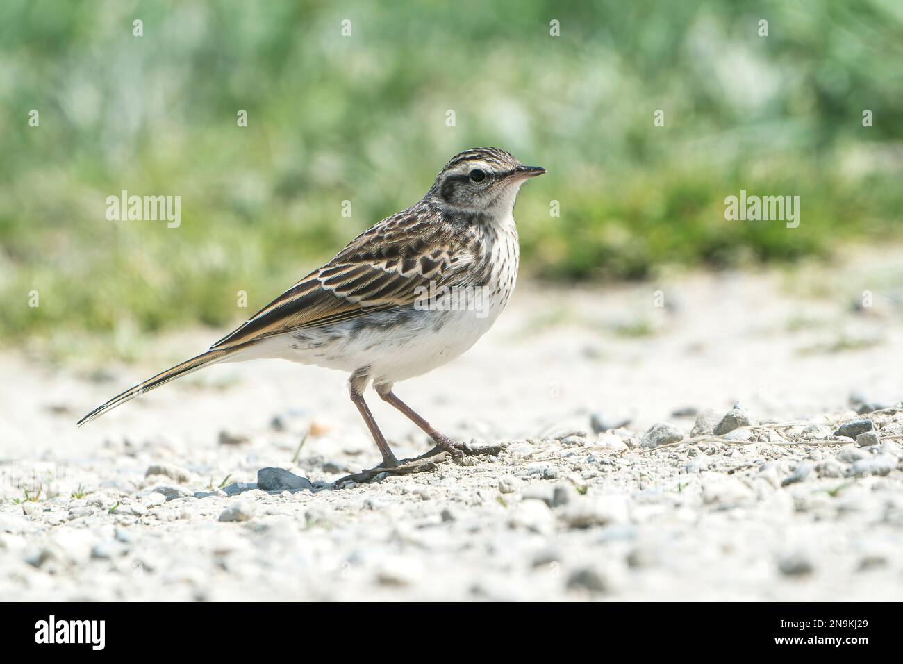 New Zealand pipit, Anthus novaeseelandiae, single adult walking on ...