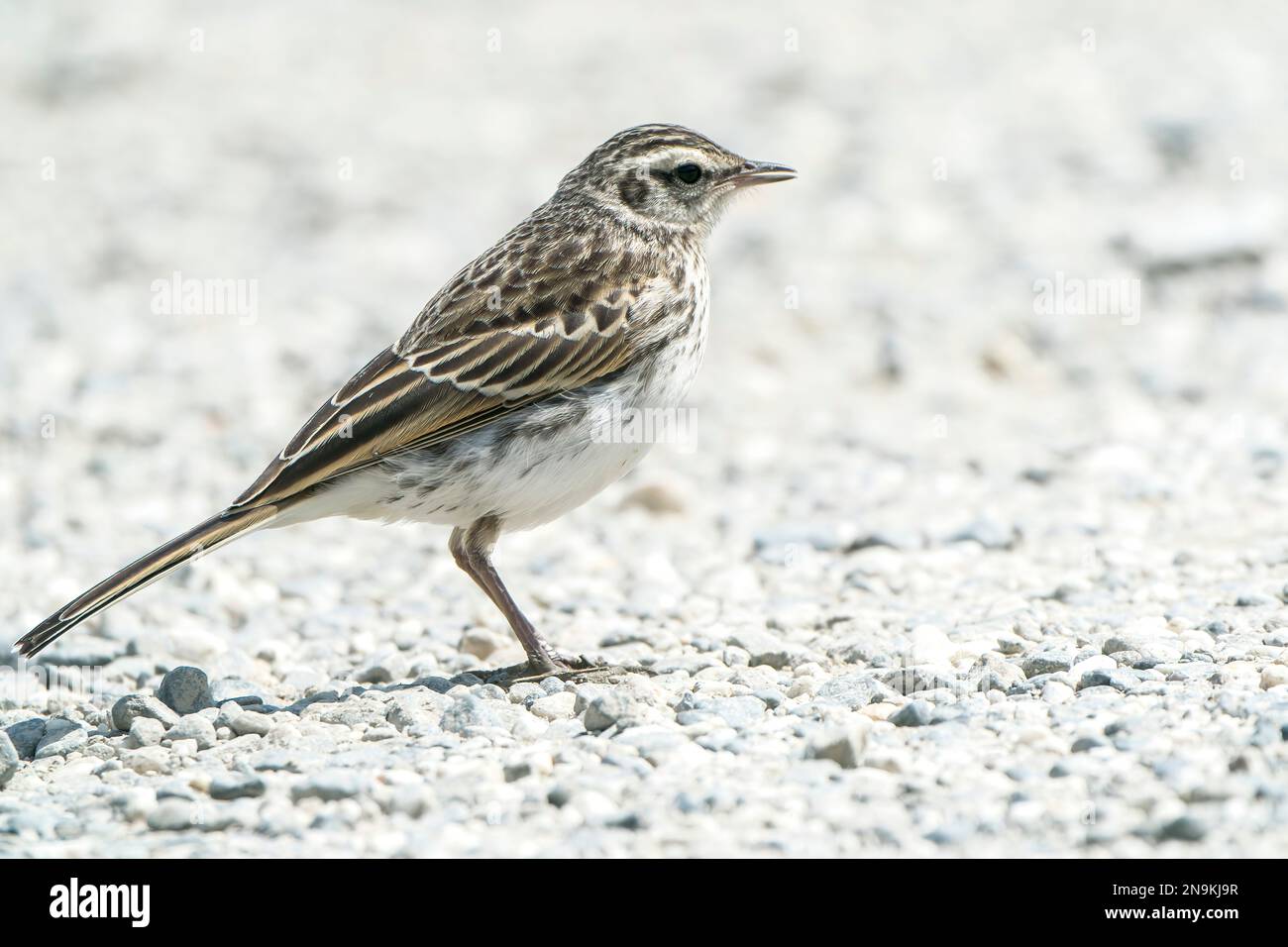 New Zealand pipit, Anthus novaeseelandiae, single adult walking on ...