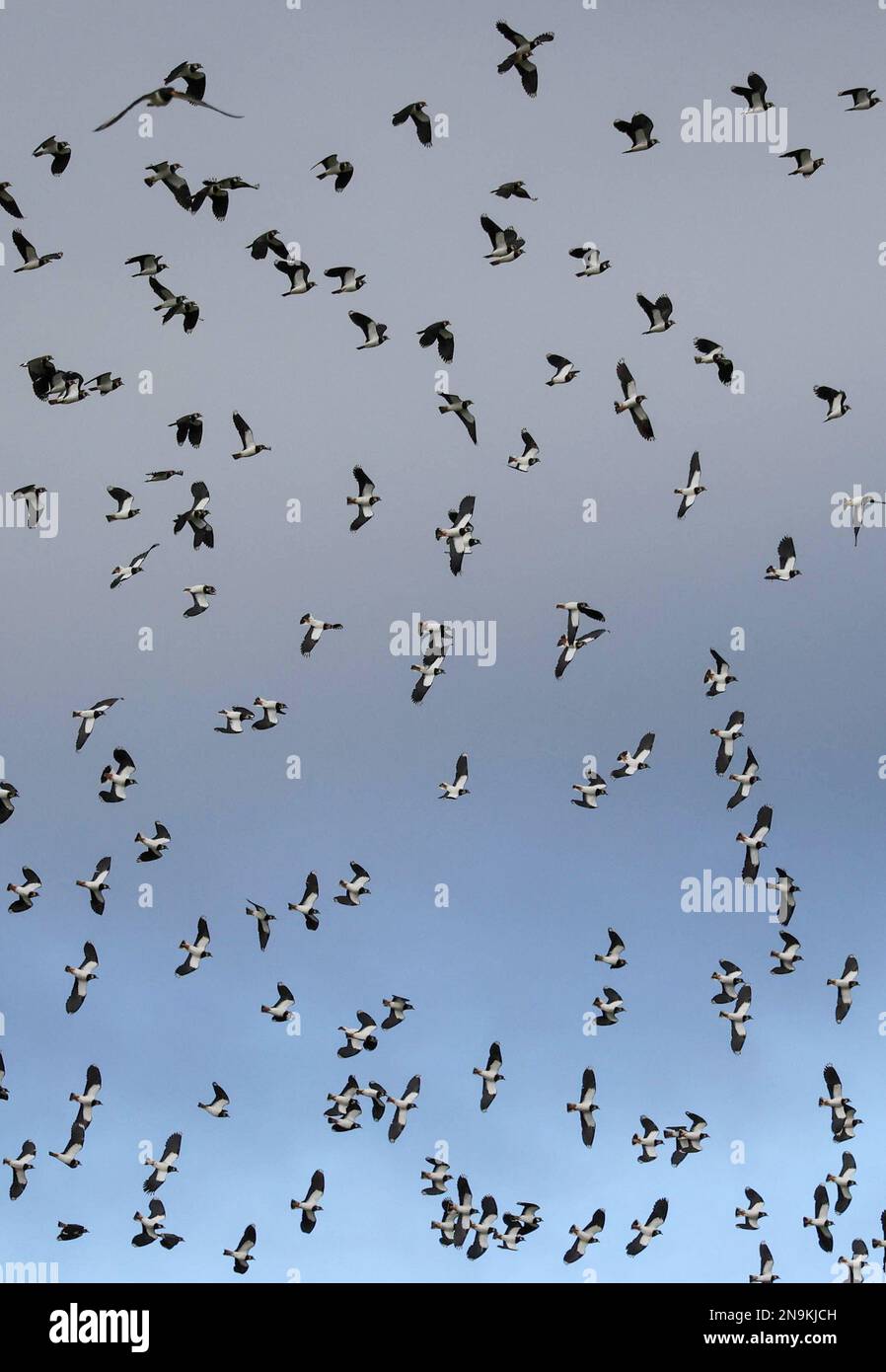 Ballykinler, County Down, Northern Ireland, UK. 12 Feb 2023. UK weather ...