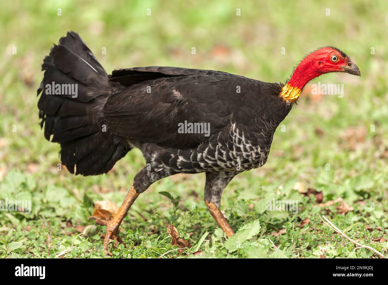 Australian brush turkey, Alectura lathami, single adult walking on ...
