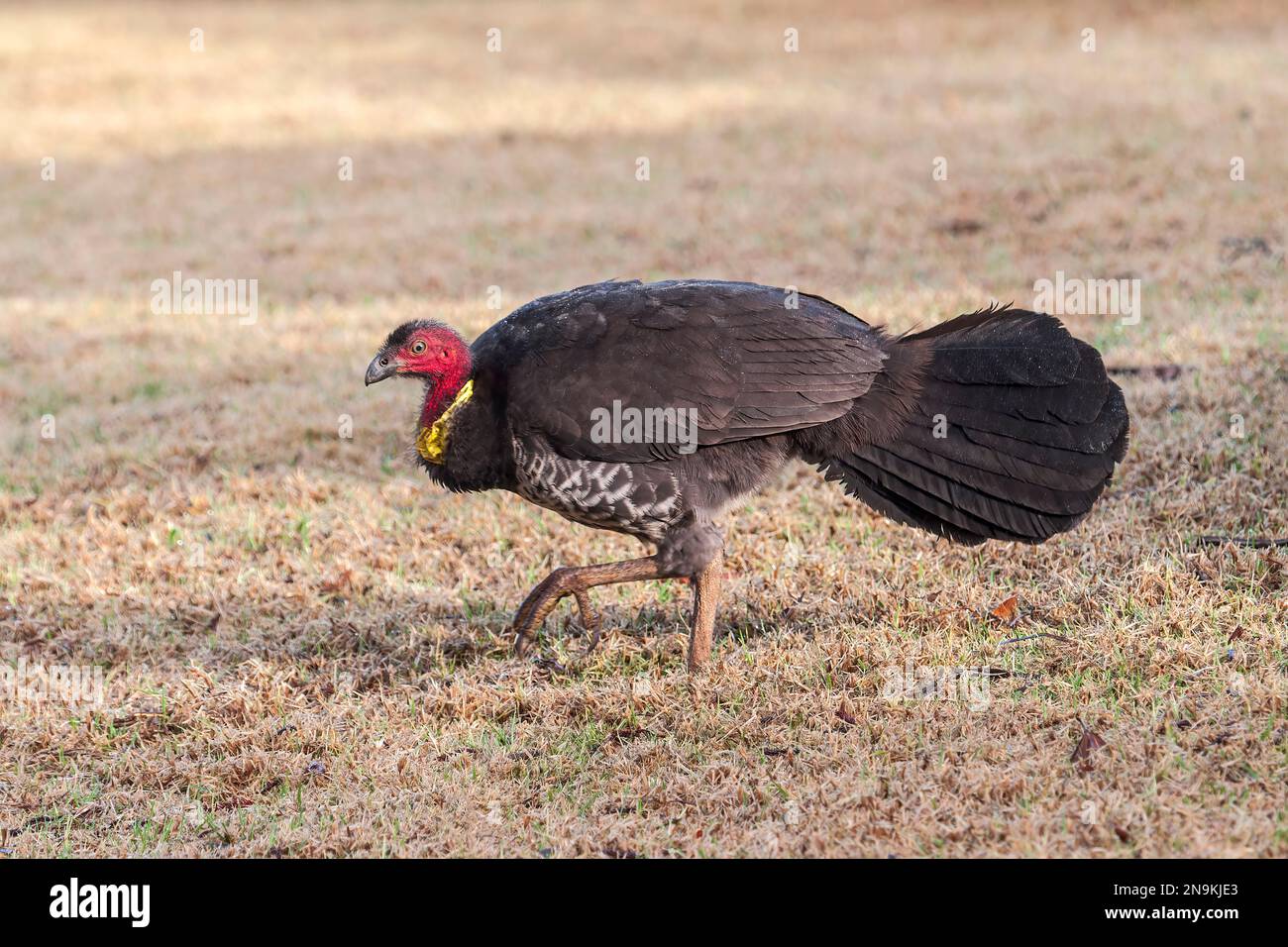 Australian brush turkey, Alectura lathami, single adult walking on ...