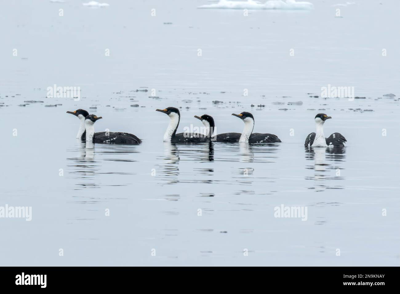 Antarctic shag, Leucocarbo bransfieldensis, group of birds swimming on ...