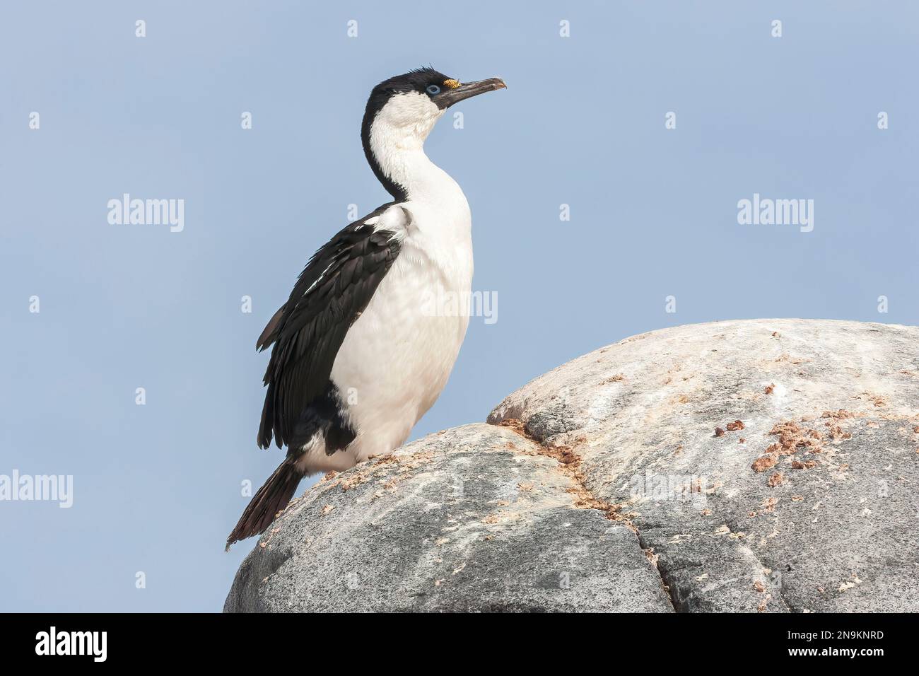 Antarctic shag, Leucocarbo bransfieldensis, single adult standing on ...