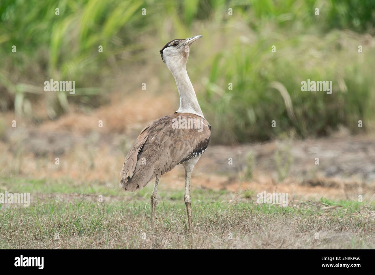 Australian bustard, Ardeotis australis, single bird walking on short ...