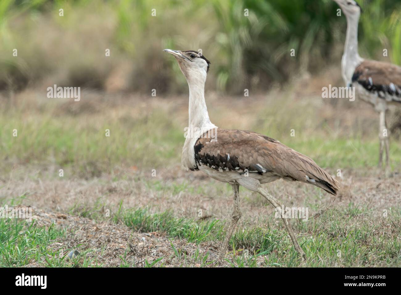 Australian bustard, Ardeotis australis, single bird walking on short ...
