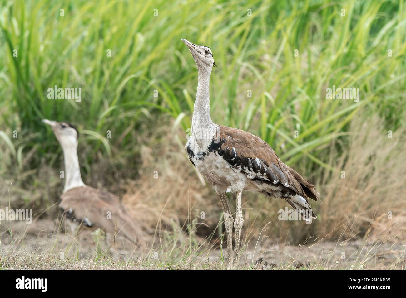 Australian bustard, Ardeotis australis, single bird walking on short ...