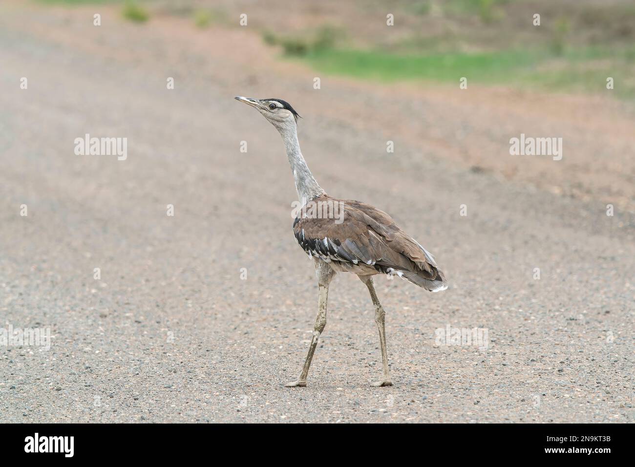 Australian bustard, Ardeotis australis, single bird walking on short ...