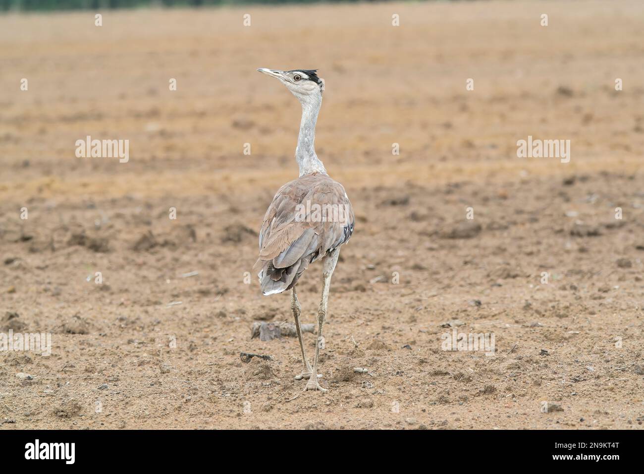 Australian bustard, Ardeotis australis, single bird walking on short ...