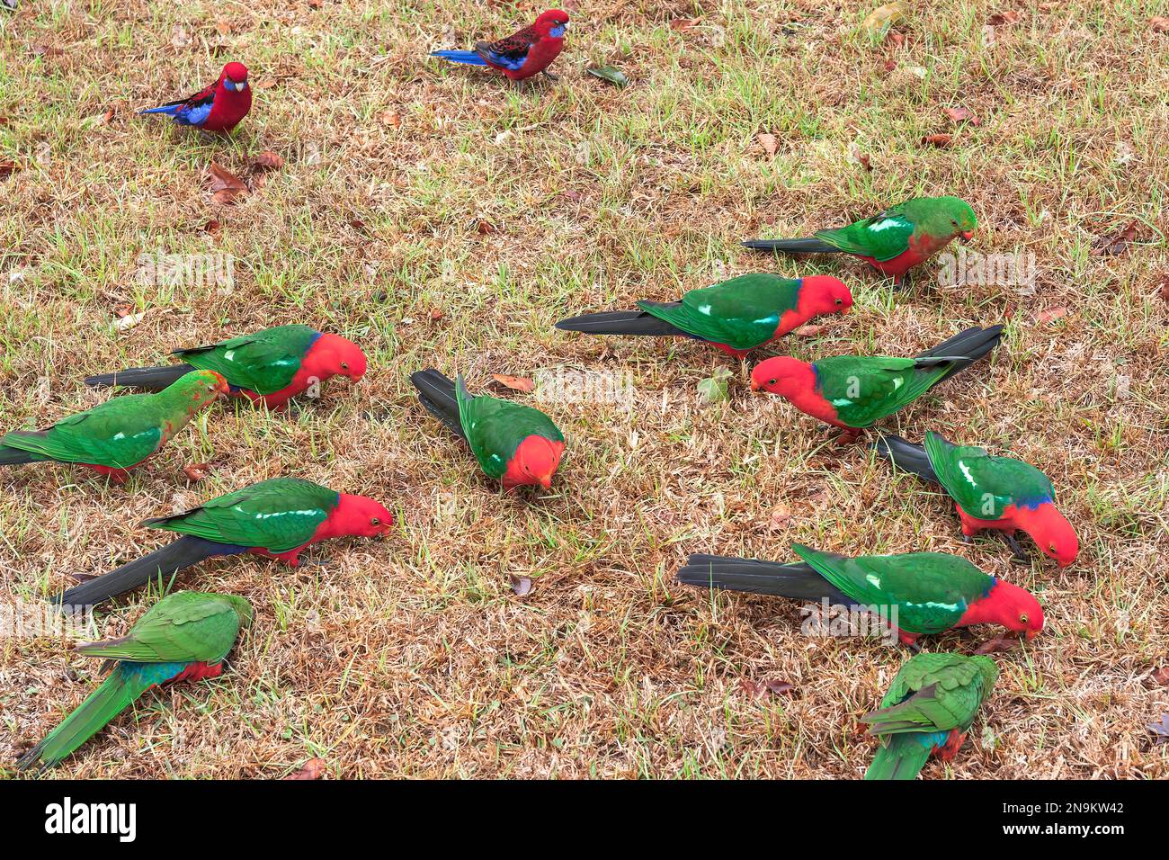 king parrot, Alisterus scapularis, several birds feeding on the ground ...
