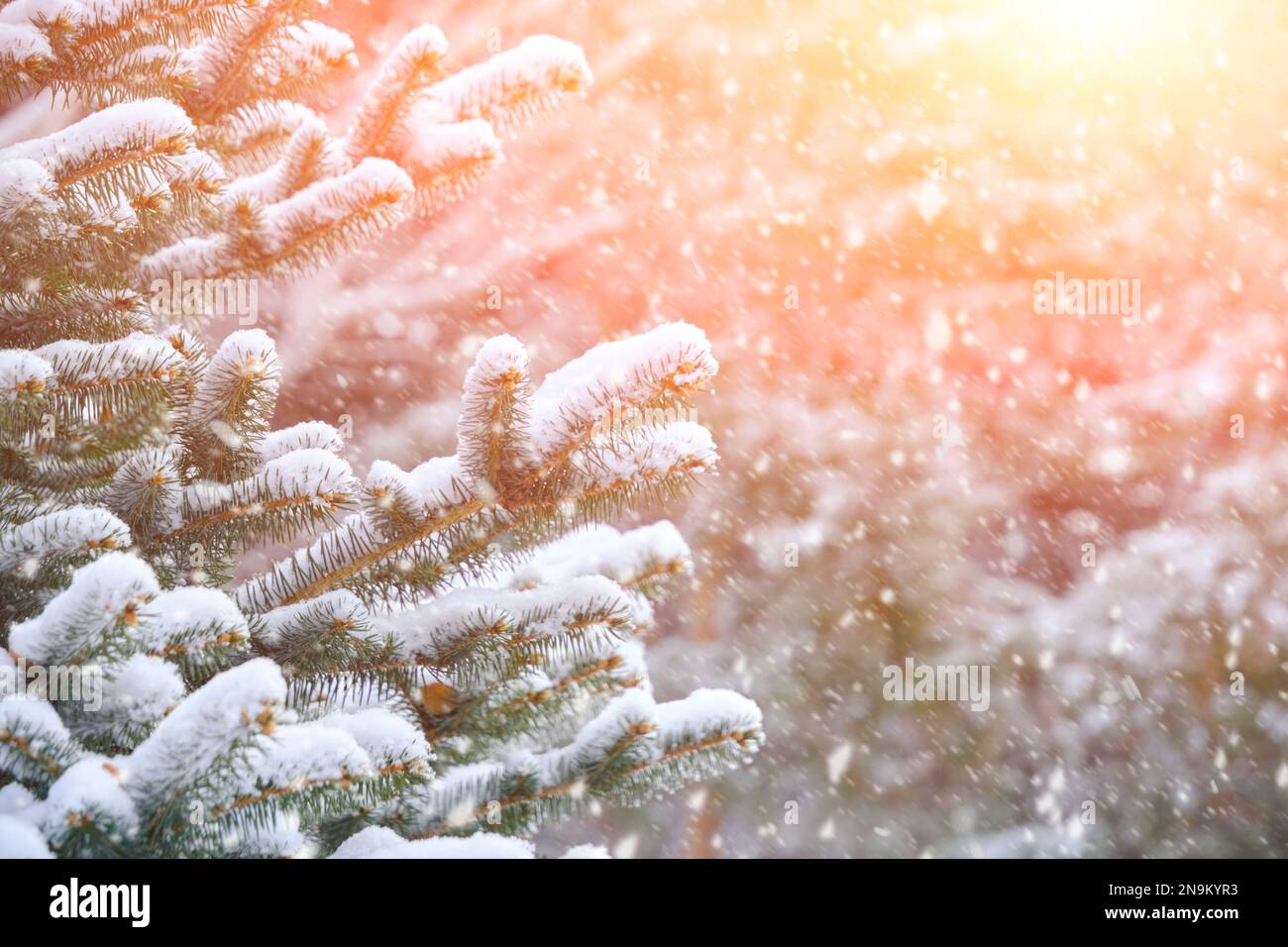 Snowfall in the forest, spruce branches are covered with snow Stock ...