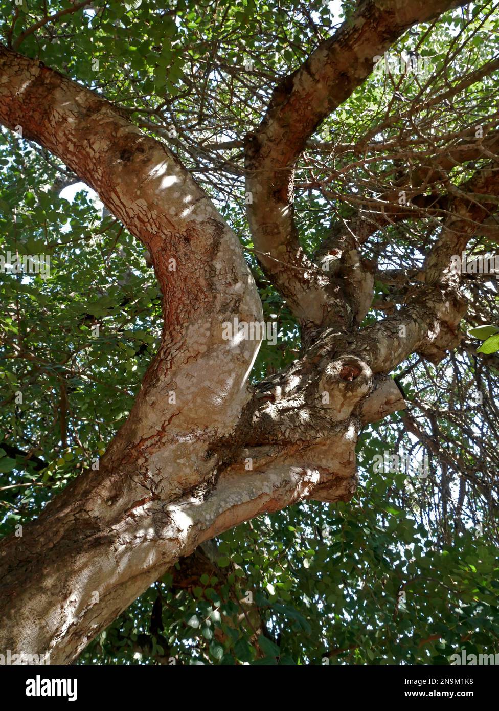 Carob tree (ceratona siliqua Stock Photo - Alamy