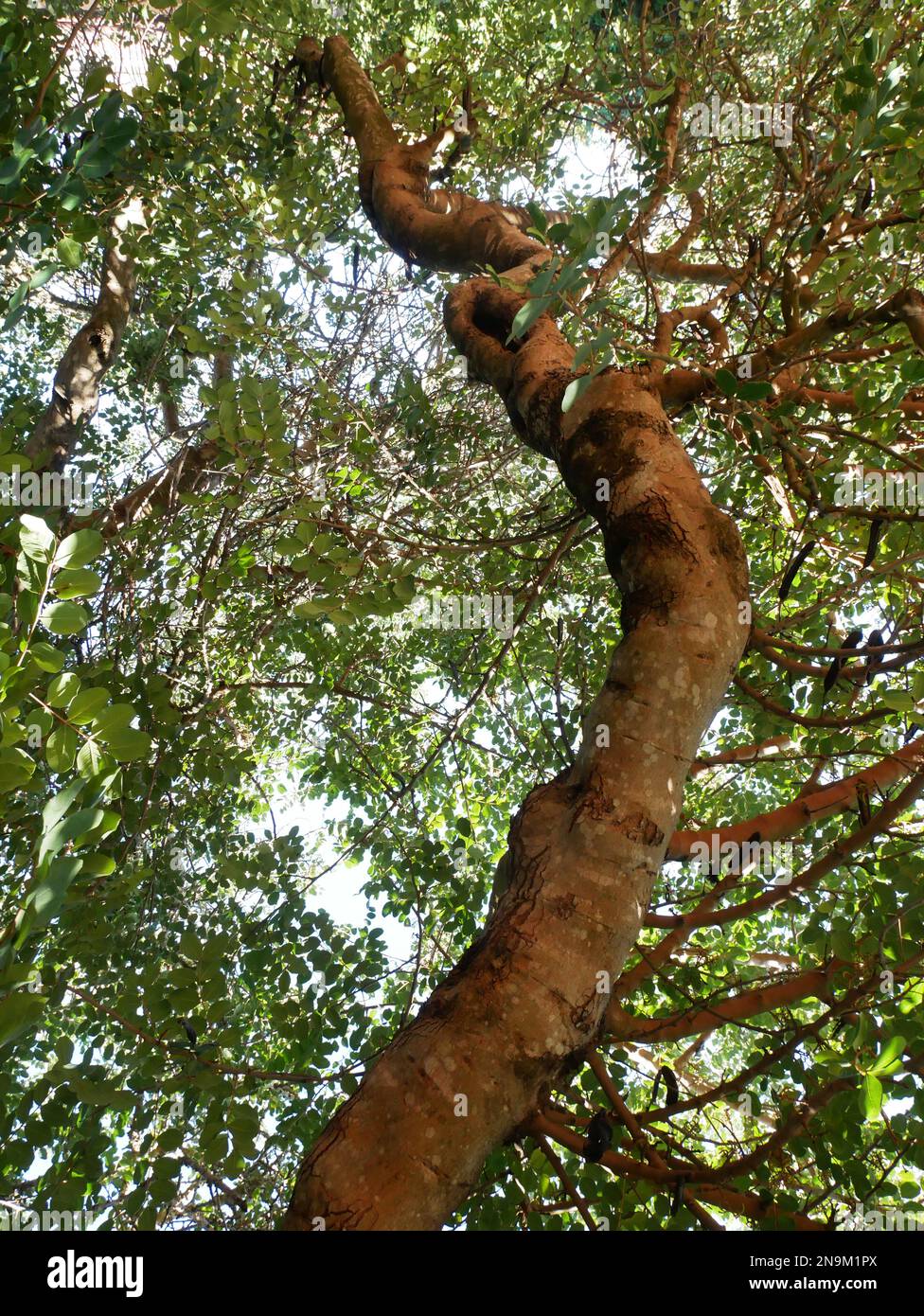 Carob tree (ceratona siliqua Stock Photo - Alamy