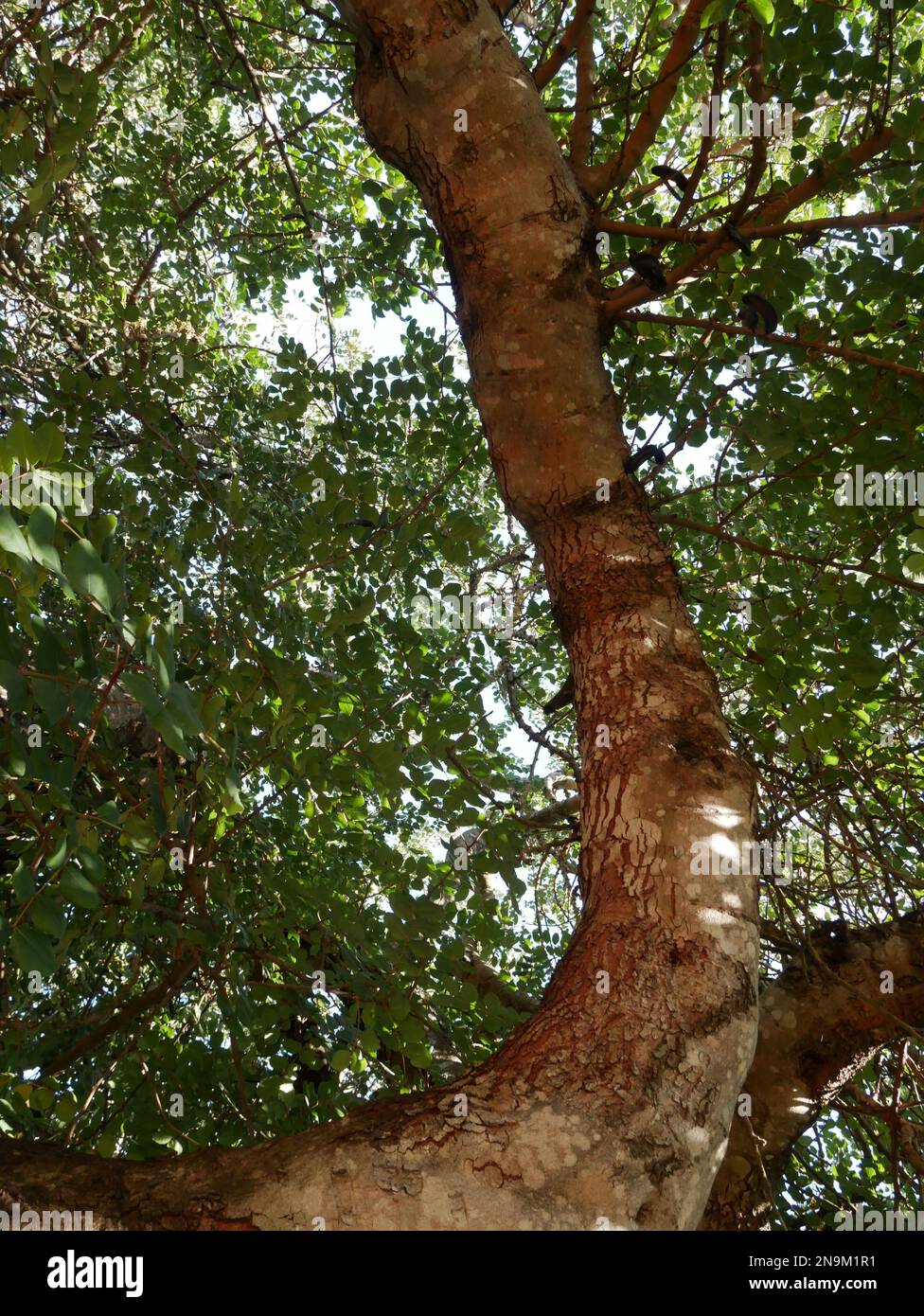 Carob tree (ceratona siliqua Stock Photo - Alamy
