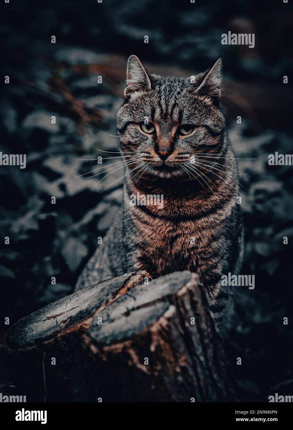 A vertical shot of an elegant cat walking on the logs in dark colors ...