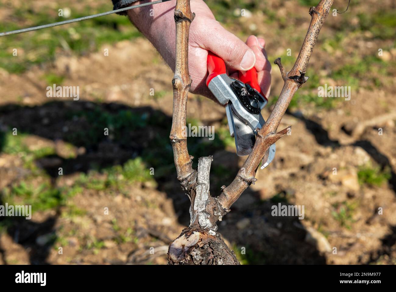 Winegrower pruning the vineyard with professional steel scissors ...