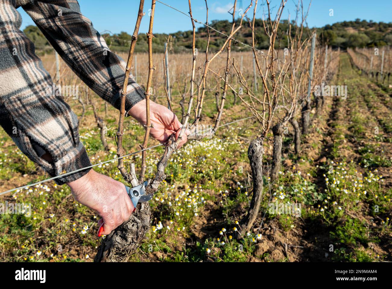 Winegrower pruning the vineyard with professional steel scissors. Traditional agriculture ...